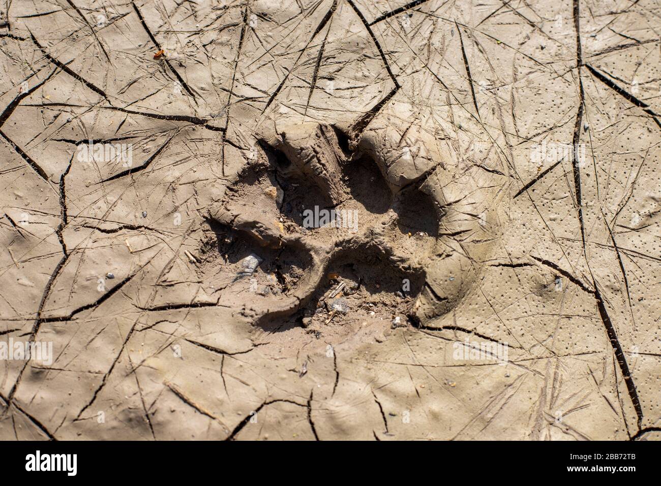 Dog paw prints mud hi-res stock photography and images - Alamy