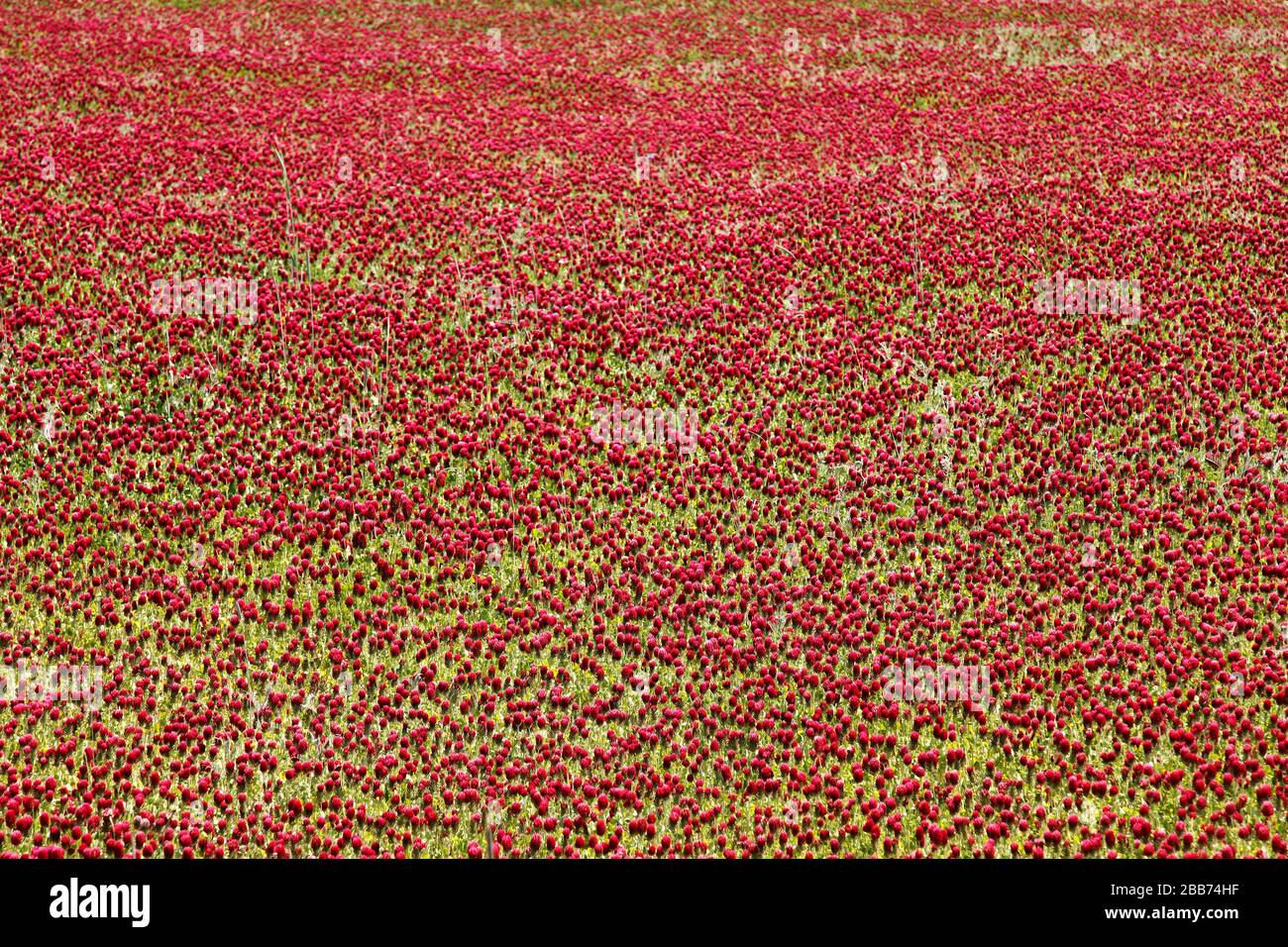 Trifolium incarnatum, known as crimson clover or Italian clover; German ...