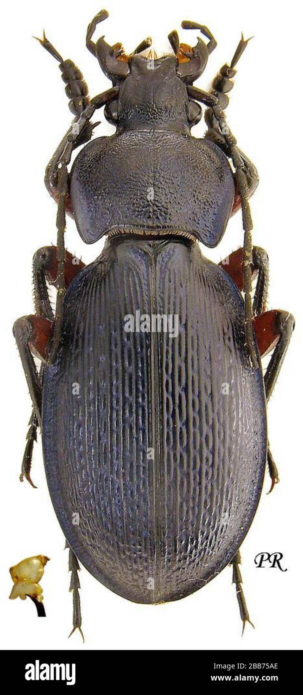 Main taxa hi-res stock photography and images - Alamy