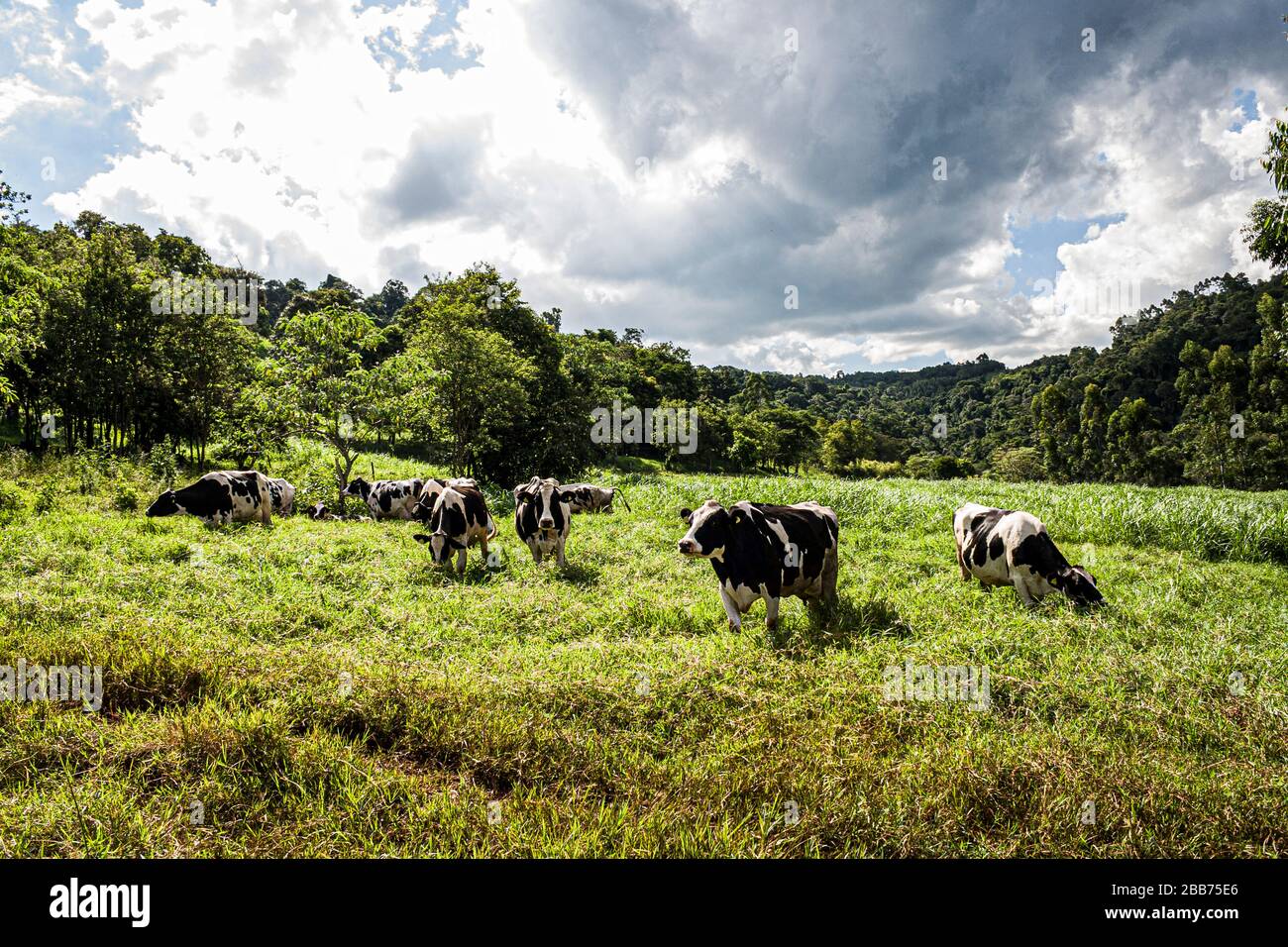 Brazilian cows hi-res stock photography and images - Alamy