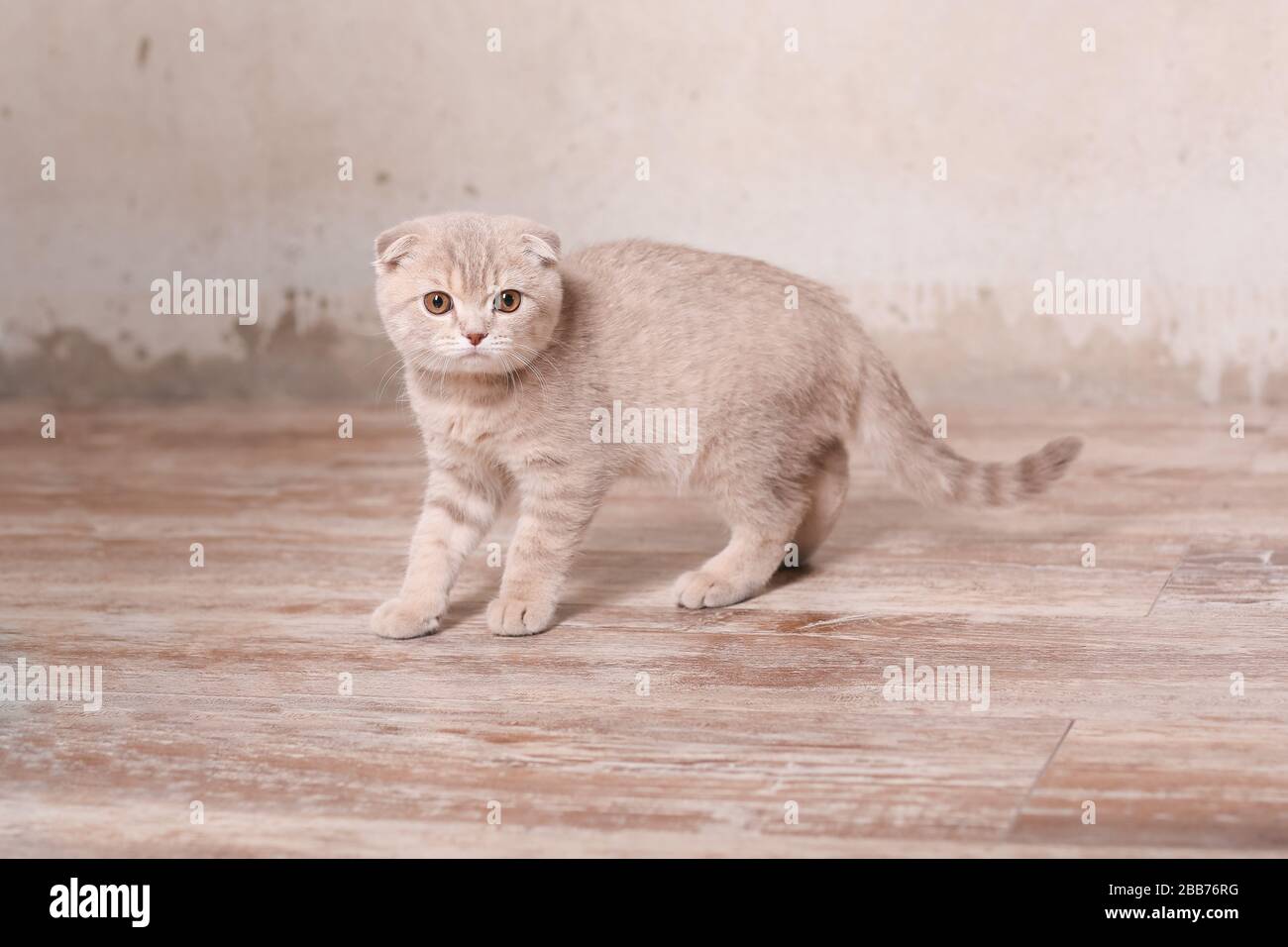 Scottish fold cat. British kitty Stock Photo - Alamy