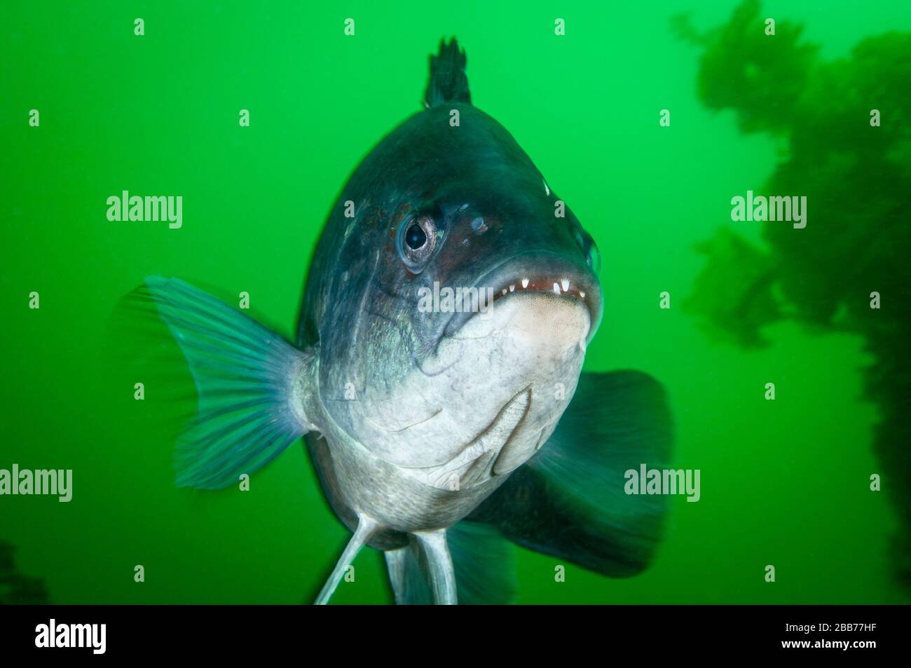 Cunner Fish underwater in the Gulf of St. Lawrence in Canada Stock ...