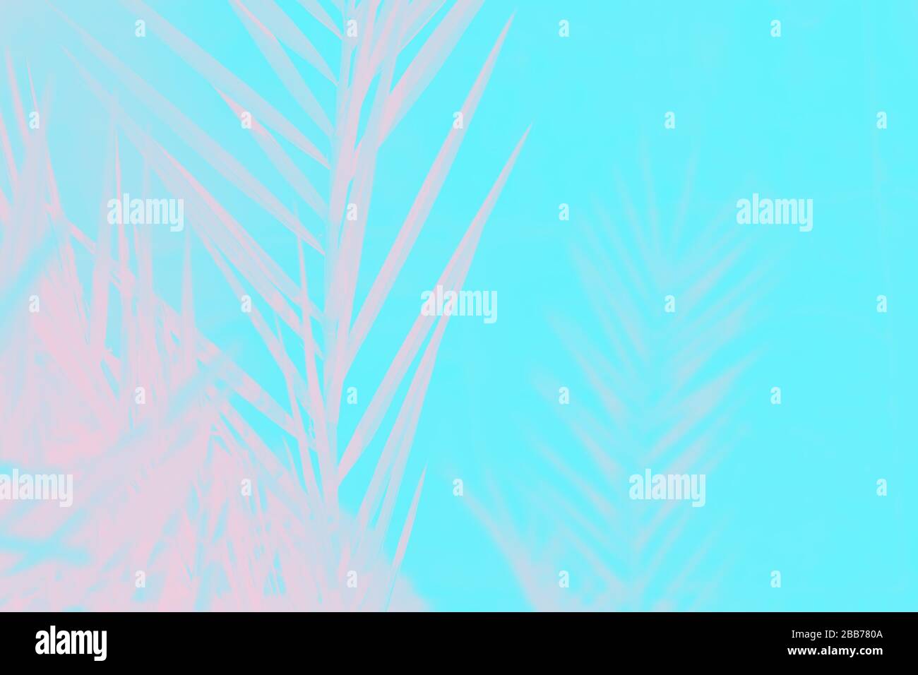 Pink date palm leaves on aqua color background Stock Photo - Alamy