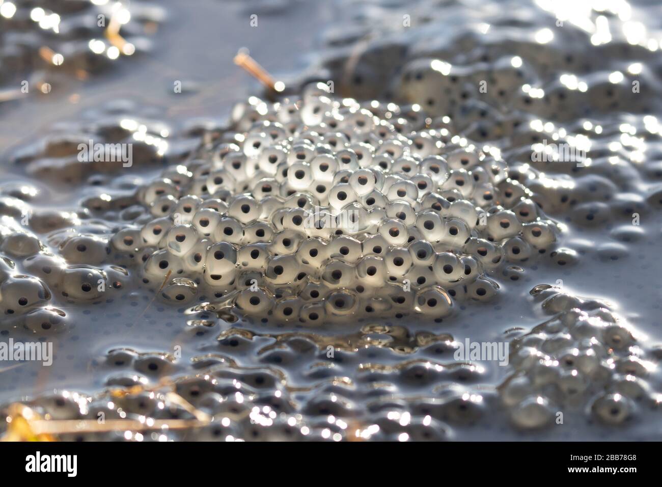 Frog spawn hi-res stock photography and images - Alamy