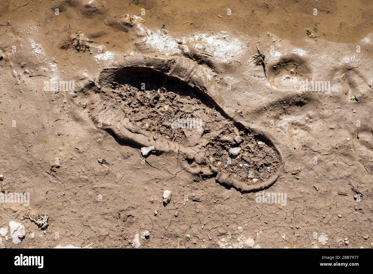 Muddy shoe print hi-res stock photography and images - Alamy