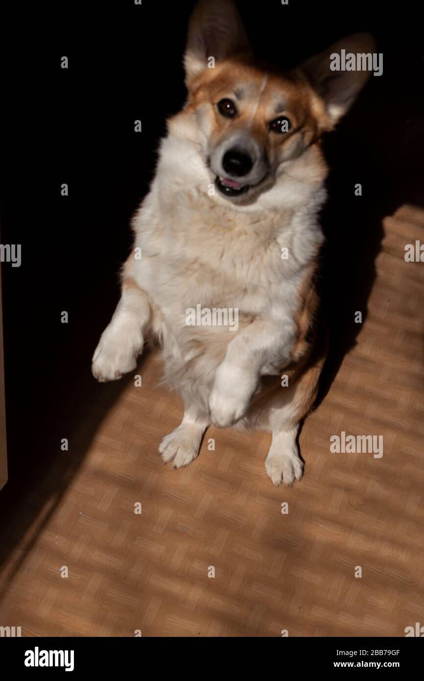 Corgi stand hi-res stock photography and images - Alamy