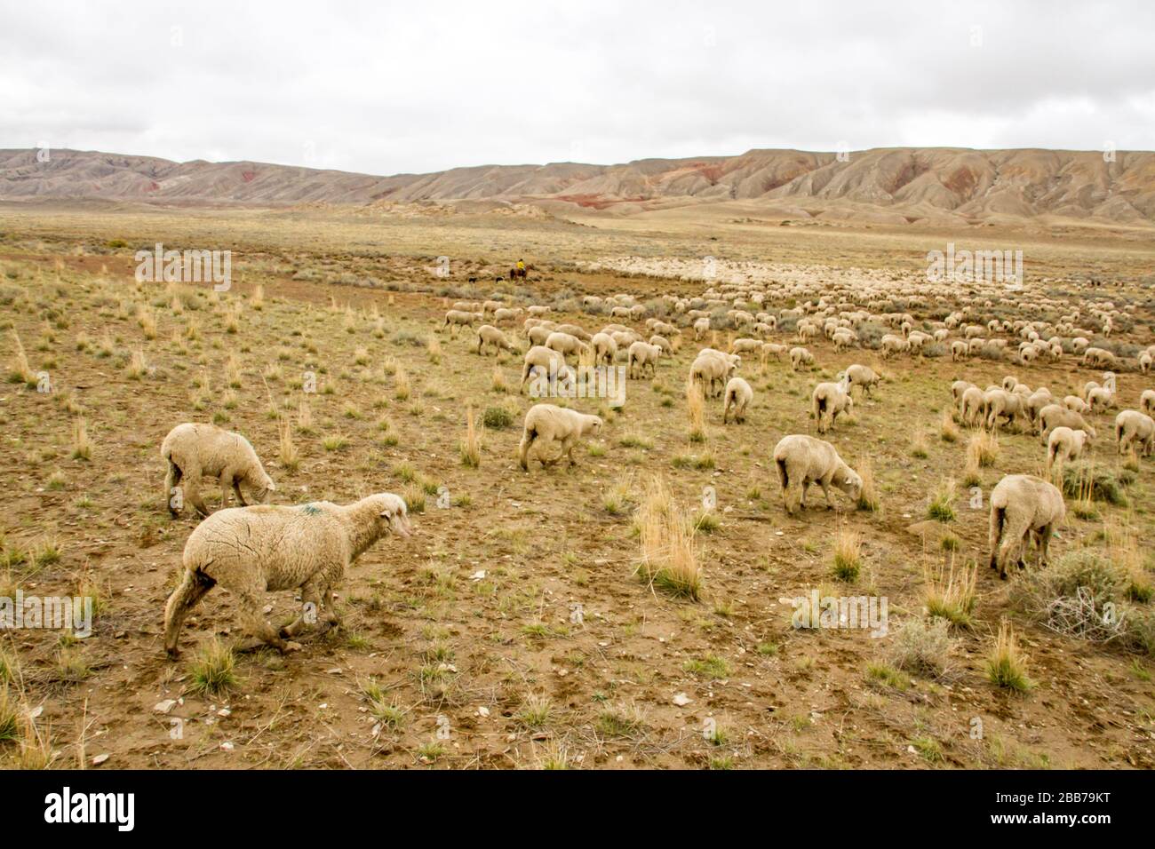 Sheepherders trail the sheep across open range on the move to winter ...