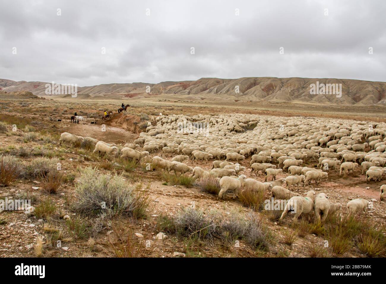 Sheepherders hi-res stock photography and images - Alamy