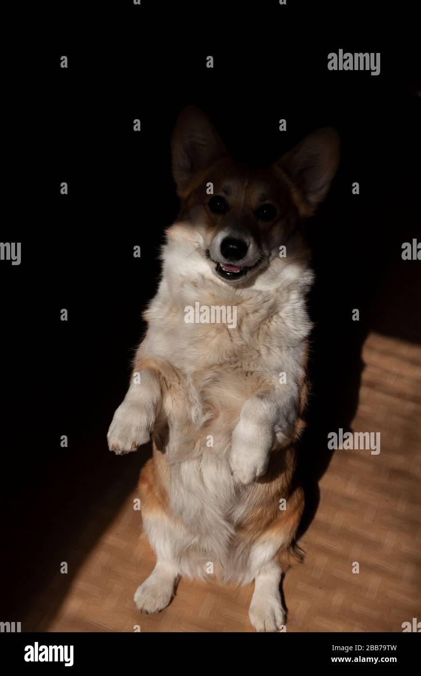 Pembroke Welsh Corgi, Welsh Corgi jumping, makes a stand on his hind ...