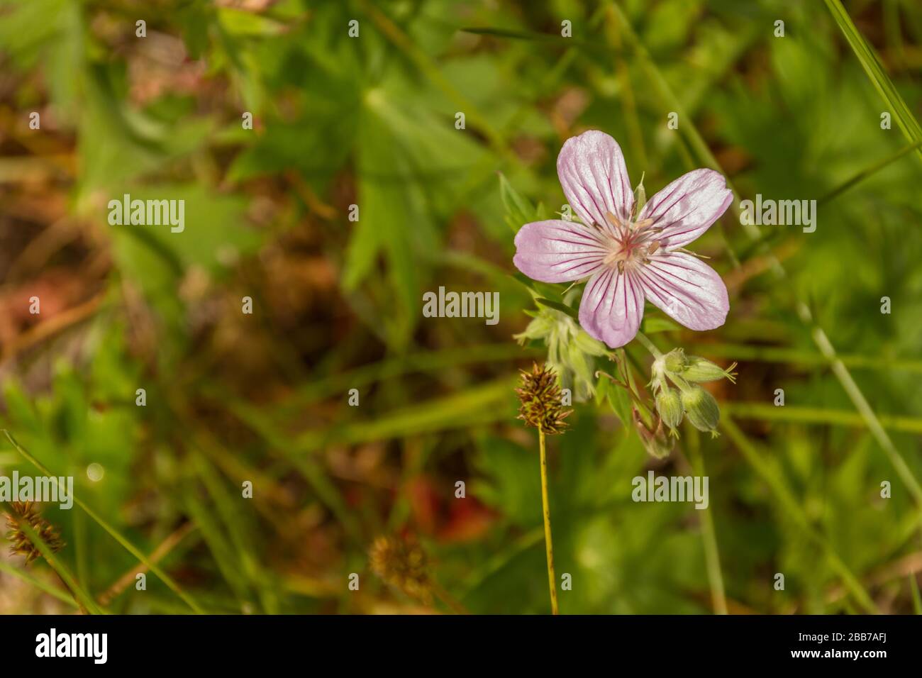 Sticky geranium hi-res stock photography and images - Alamy