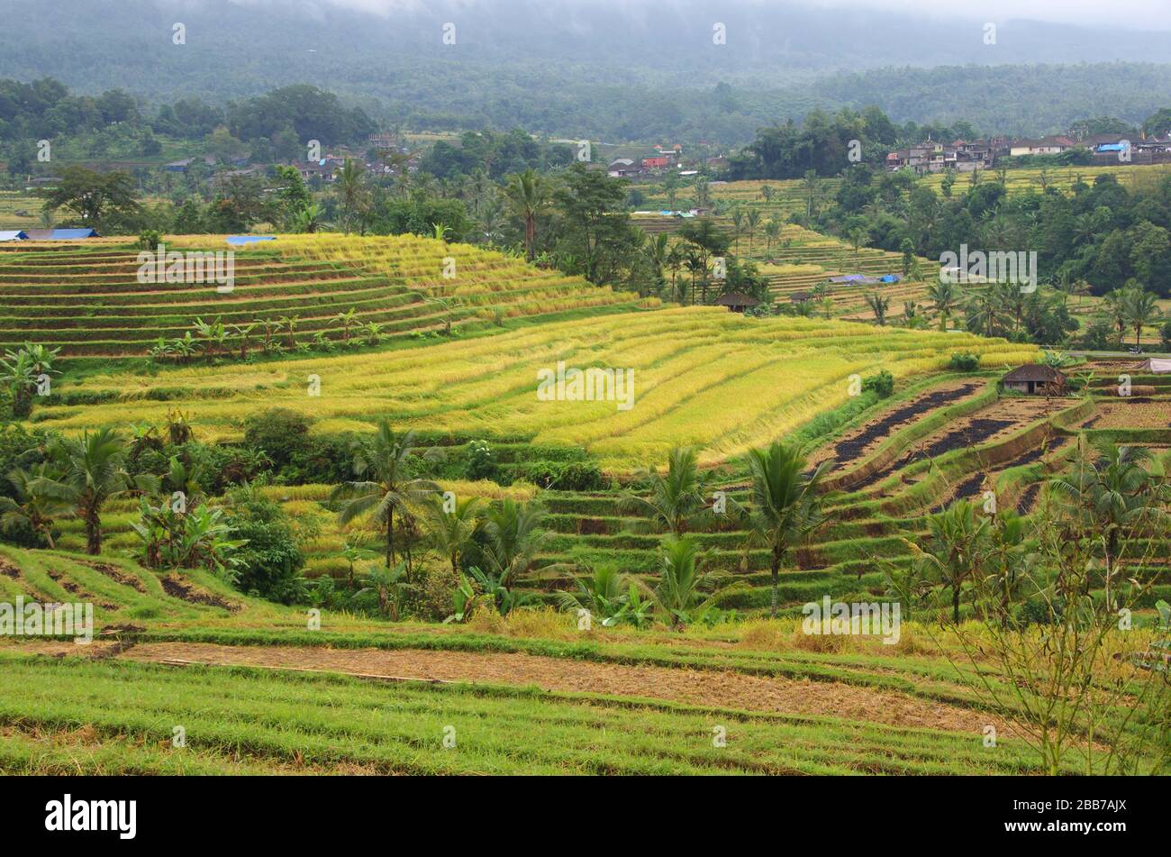Jatiluwih rice fields on the Bali island in Indonesia, South East Asia ...