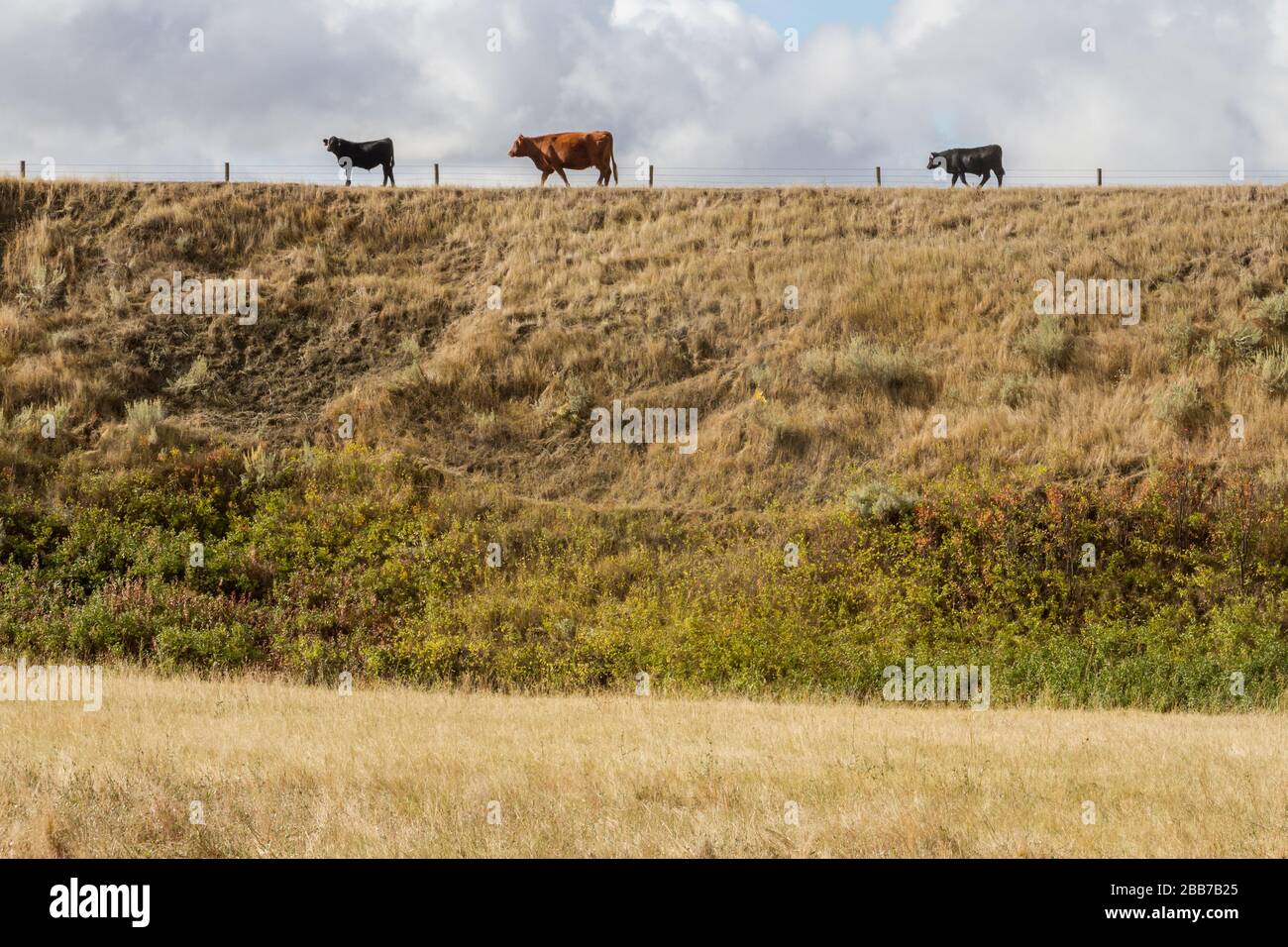 Cattle on horizon Stock Photo - Alamy