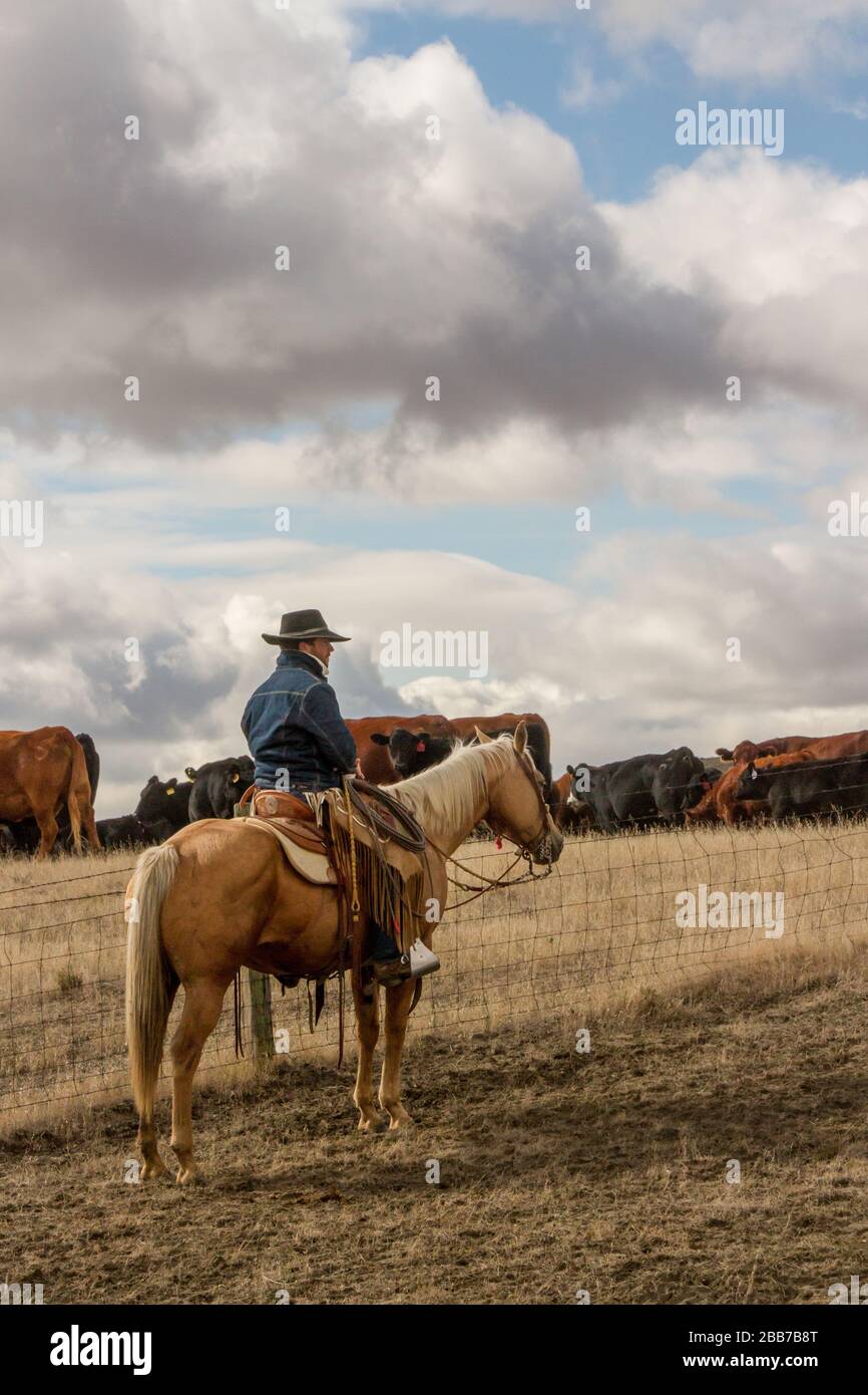 A cowboy waits for cattle to pass through a gate Stock Photo - Alamy