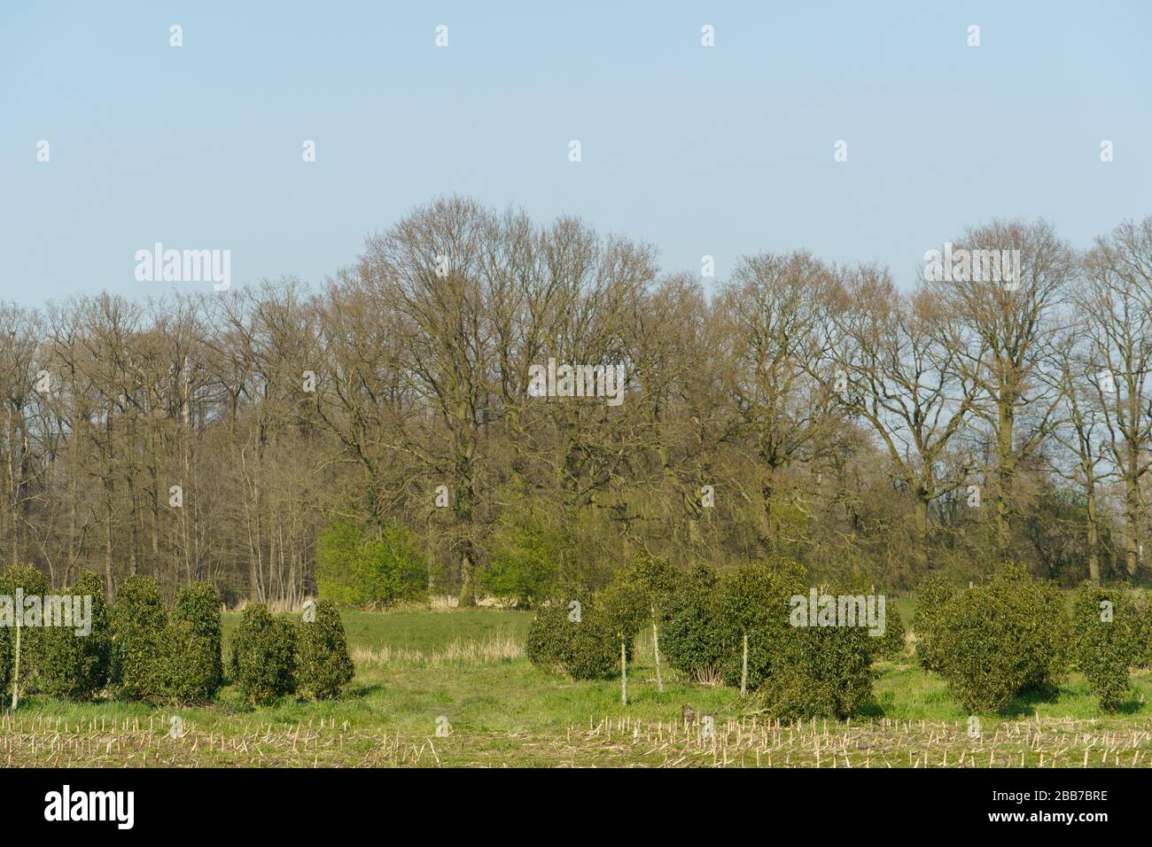 trees in germany Stock Photo - Alamy
