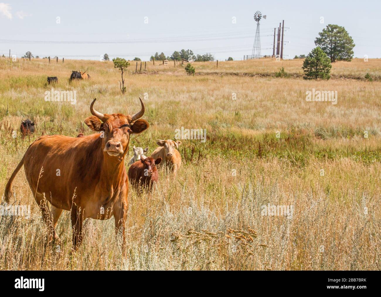 Silvopasture hi-res stock photography and images - Alamy