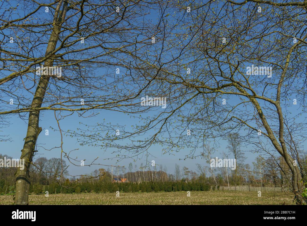 trees in germany Stock Photo - Alamy
