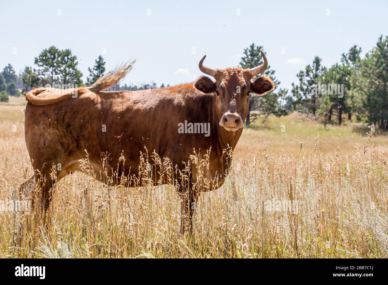 Cattle live in open pastures until they are processed Stock Photo - Alamy