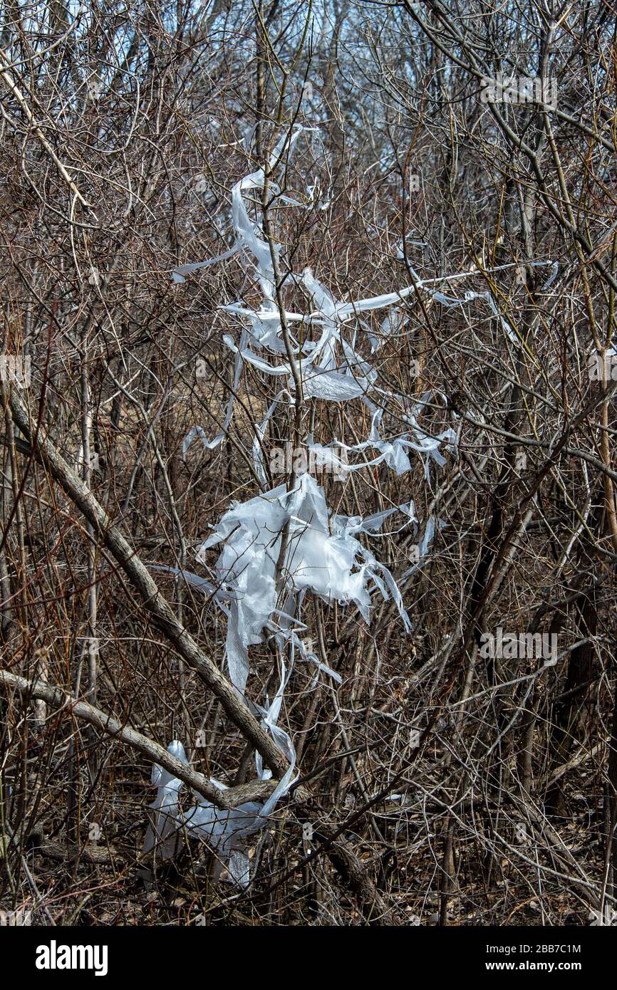 Shredded trees hi-res stock photography and images - Alamy