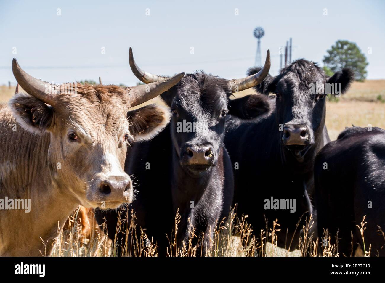 Cattle live in open pastures until they are processed Stock Photo - Alamy