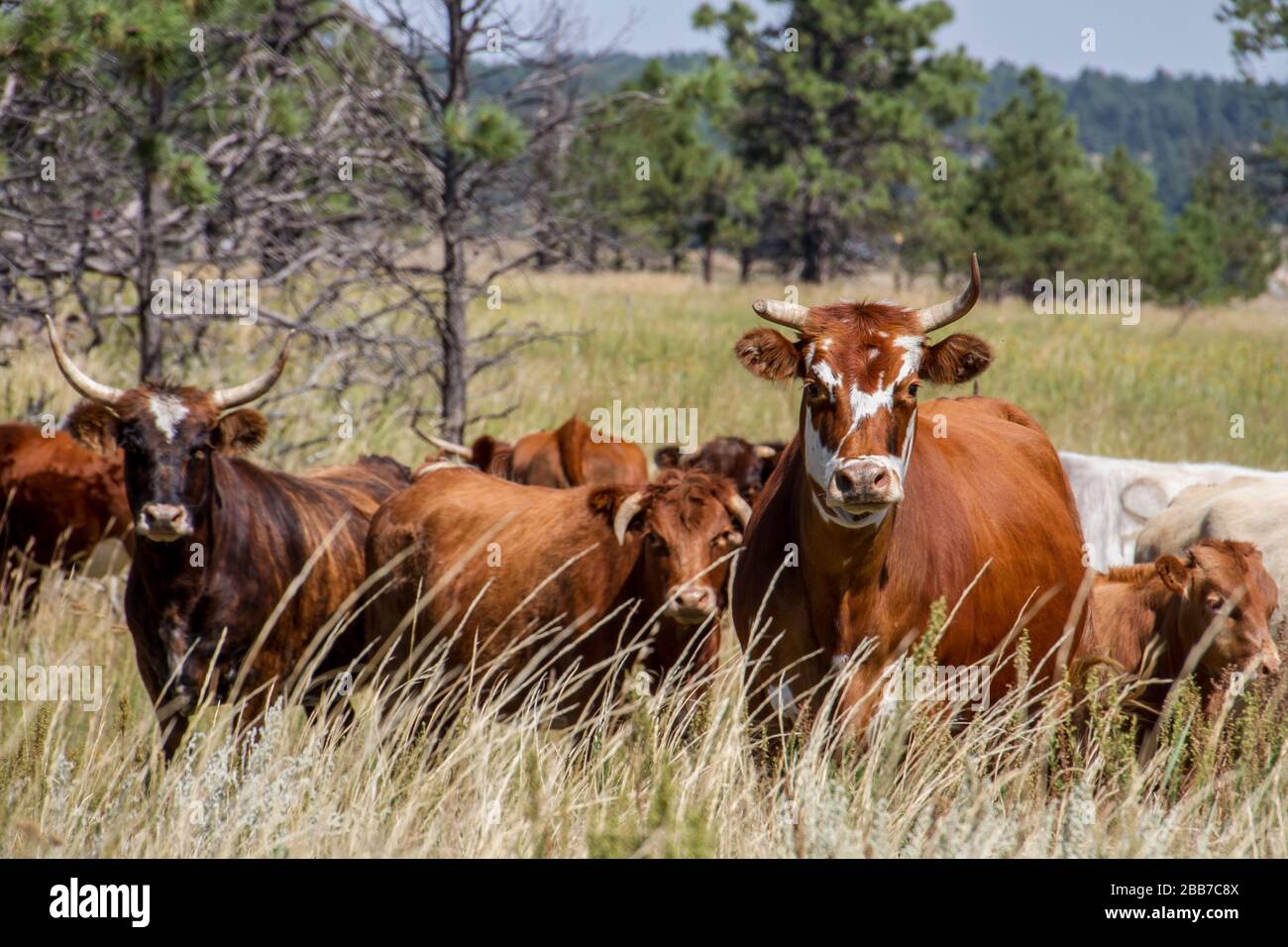 Cattle in pasture Stock Photo - Alamy