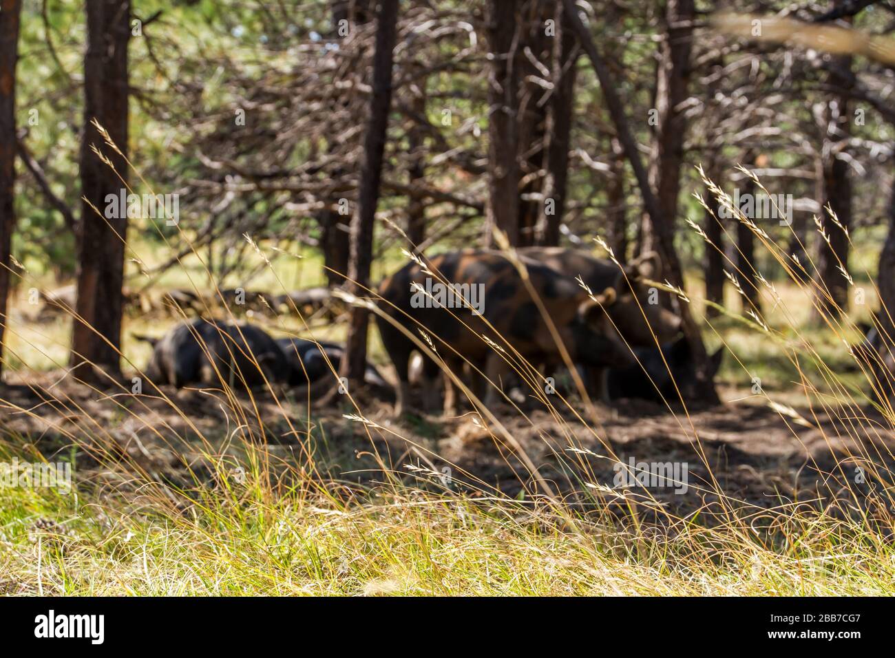 Hogs on pasture Stock Photo - Alamy