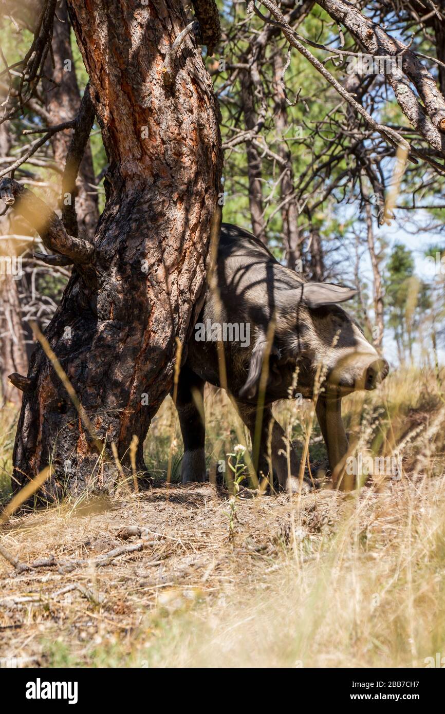 A pig scratches on a tree Stock Photo - Alamy