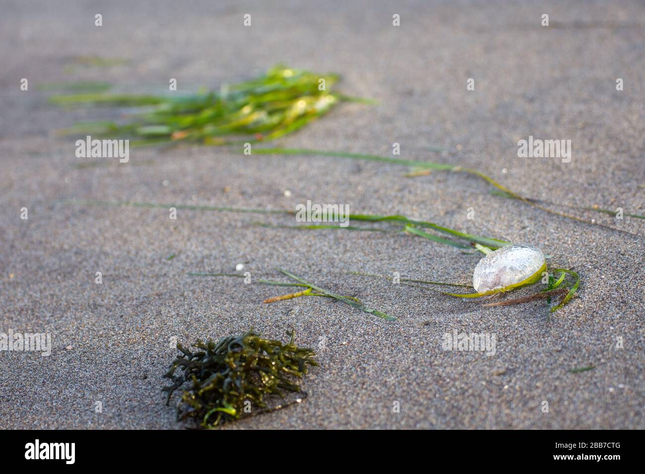 Green sea creatures hi-res stock photography and images - Alamy
