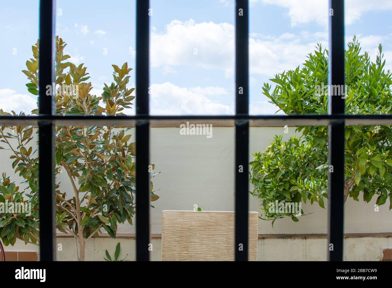 COVID-19 quarantine: trees and the blue sky behind the bars of the ...