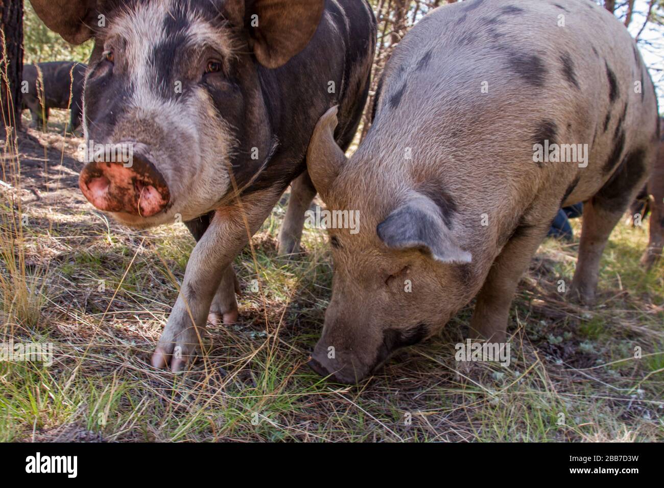 Pastured finished hi-res stock photography and images - Alamy