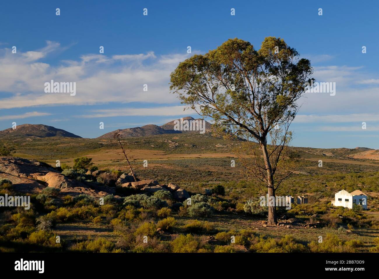 Namaqualand hi-res stock photography and images - Alamy