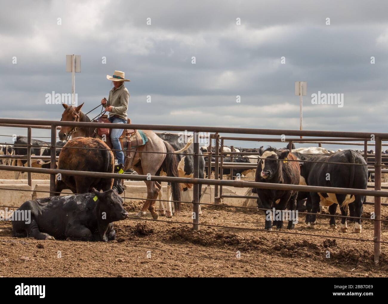 Cattle feedlot colorado hi-res stock photography and images - Alamy