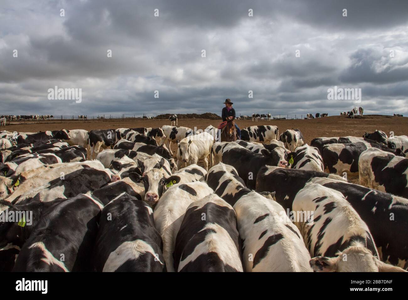 Pen rider checks cattle Stock Photo - Alamy