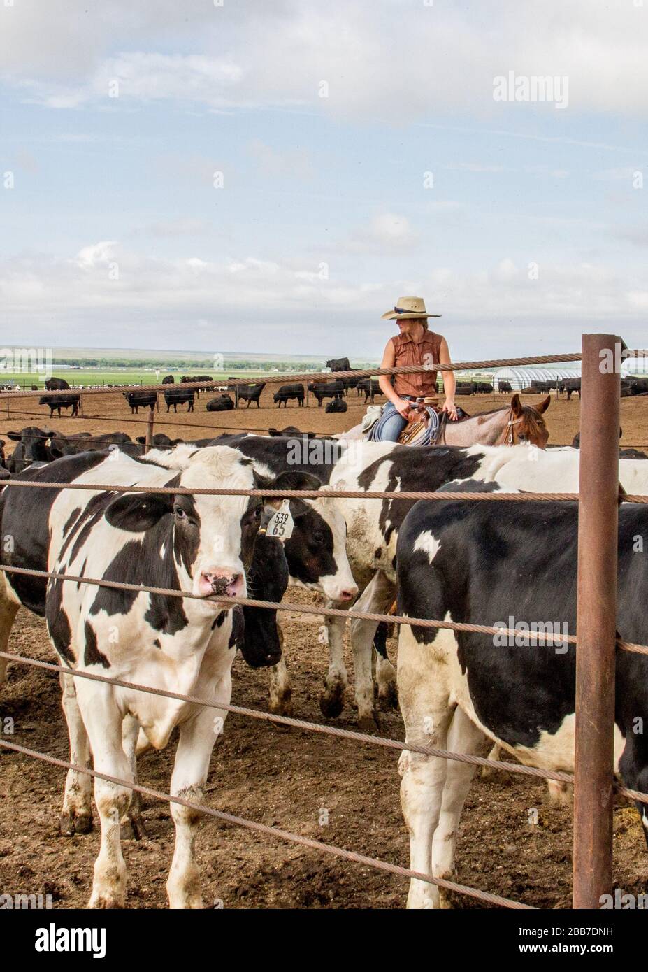 Pen rider checks cattle Stock Photo - Alamy