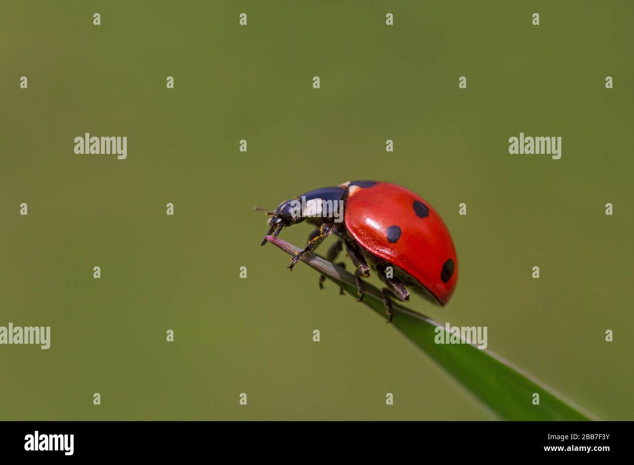 Ladybird sitting on top hi-res stock photography and images - Alamy