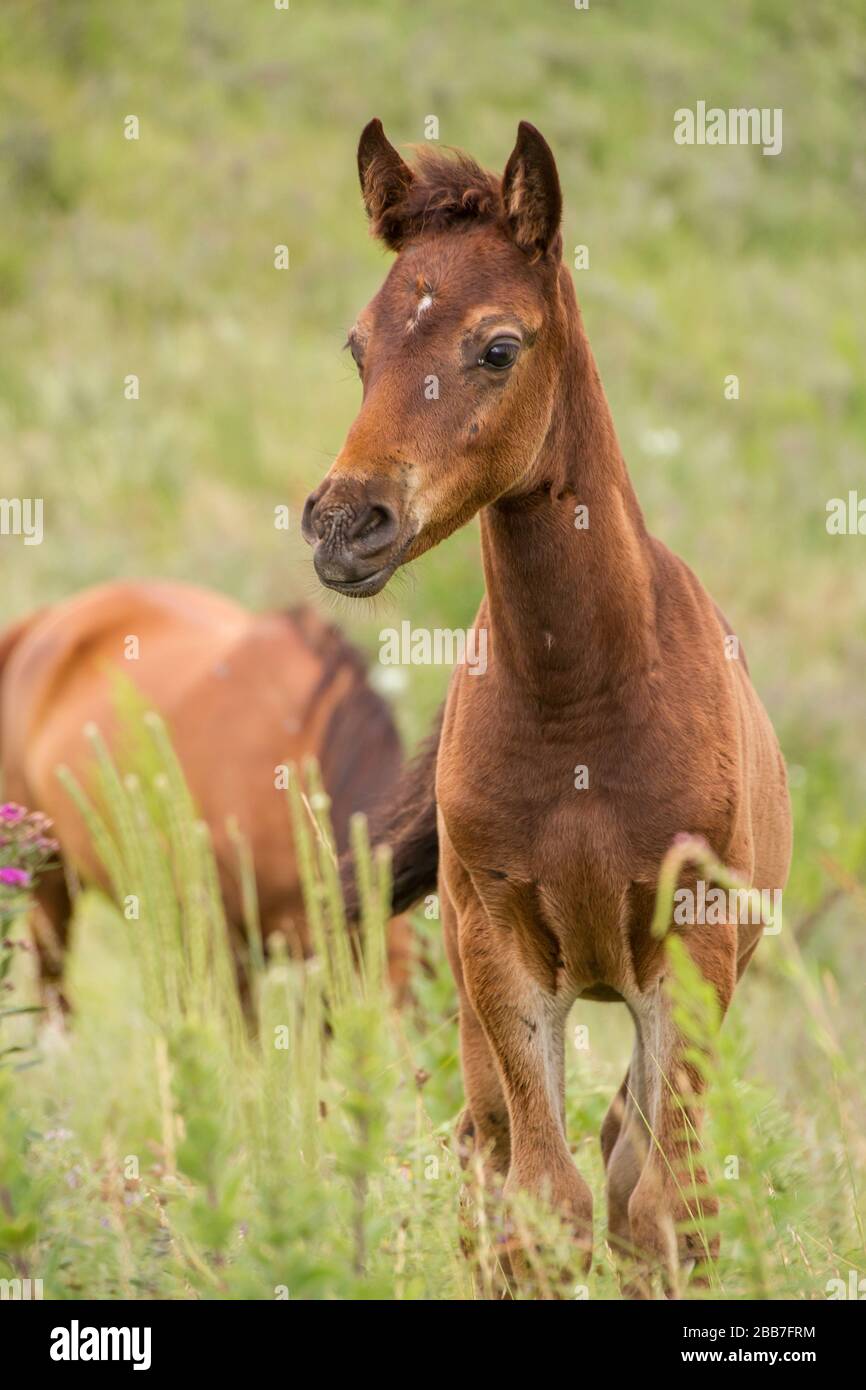 Morgan Horse foals Stock Photo - Alamy