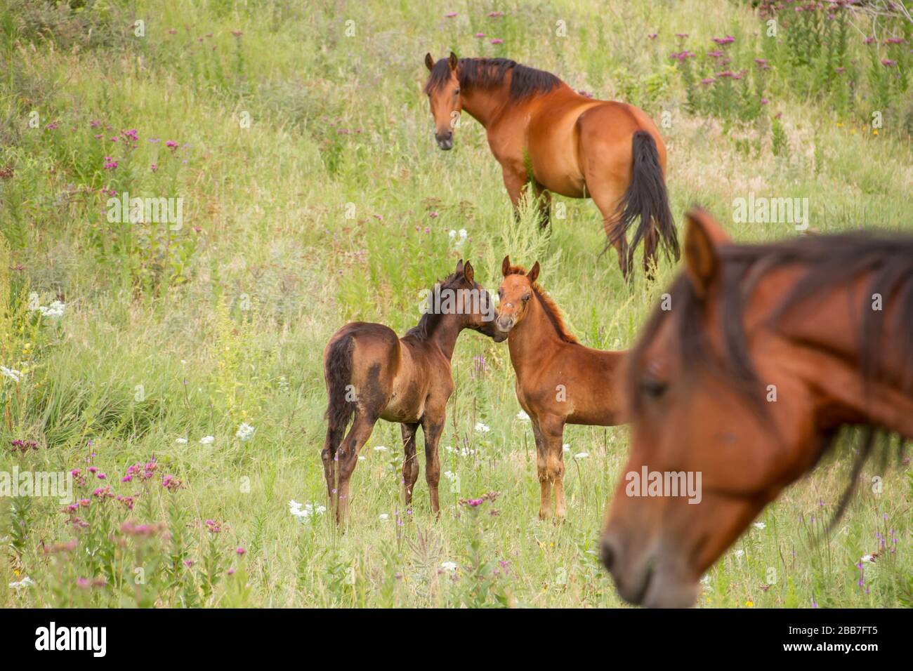 Morgan Horse foals Stock Photo - Alamy