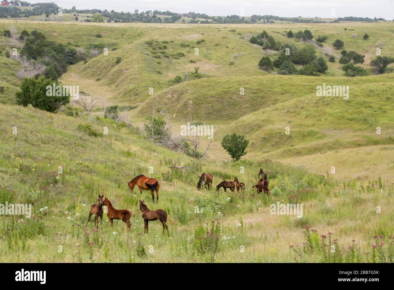 Morgan horse foal hi-res stock photography and images - Alamy