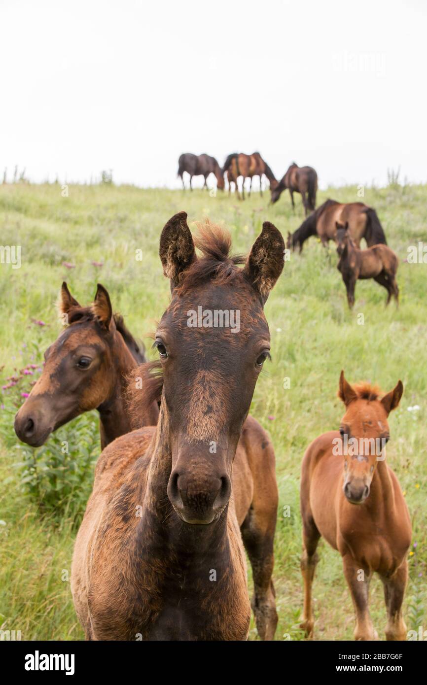 Morgan Horse foals Stock Photo - Alamy