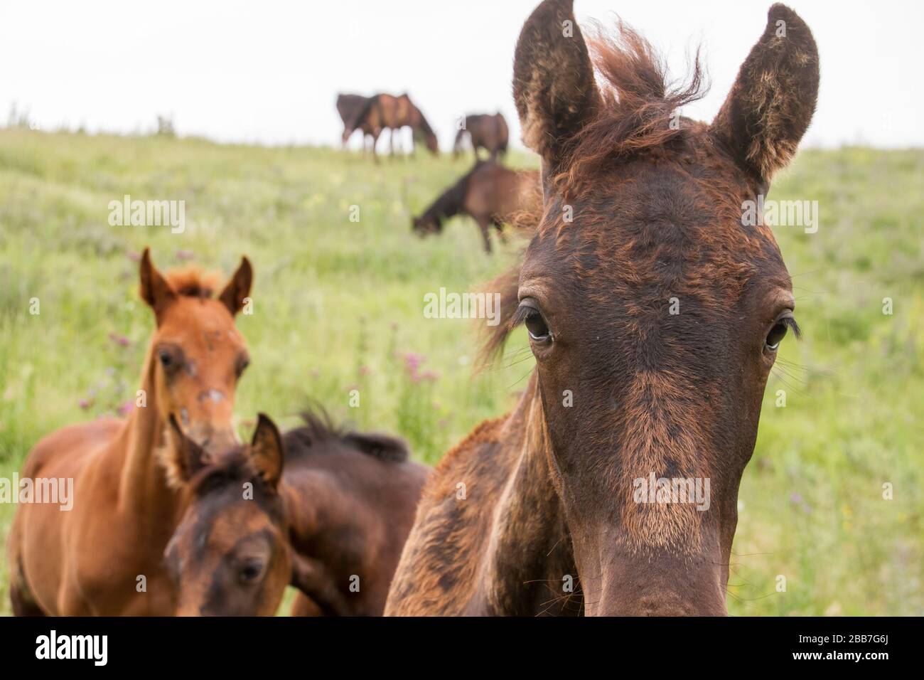 Morgan Horse foals Stock Photo - Alamy