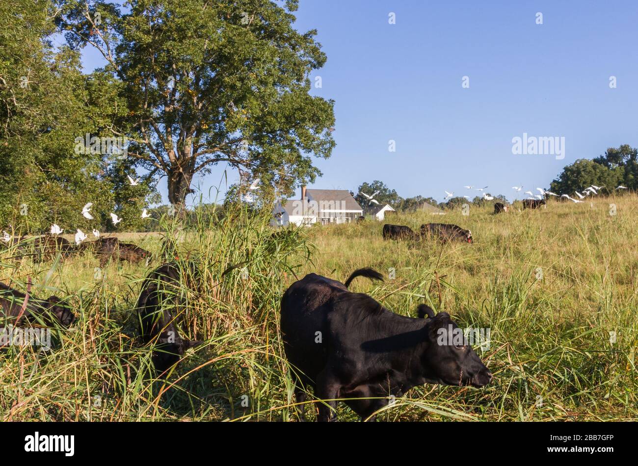 Cattle in pasture Stock Photo - Alamy