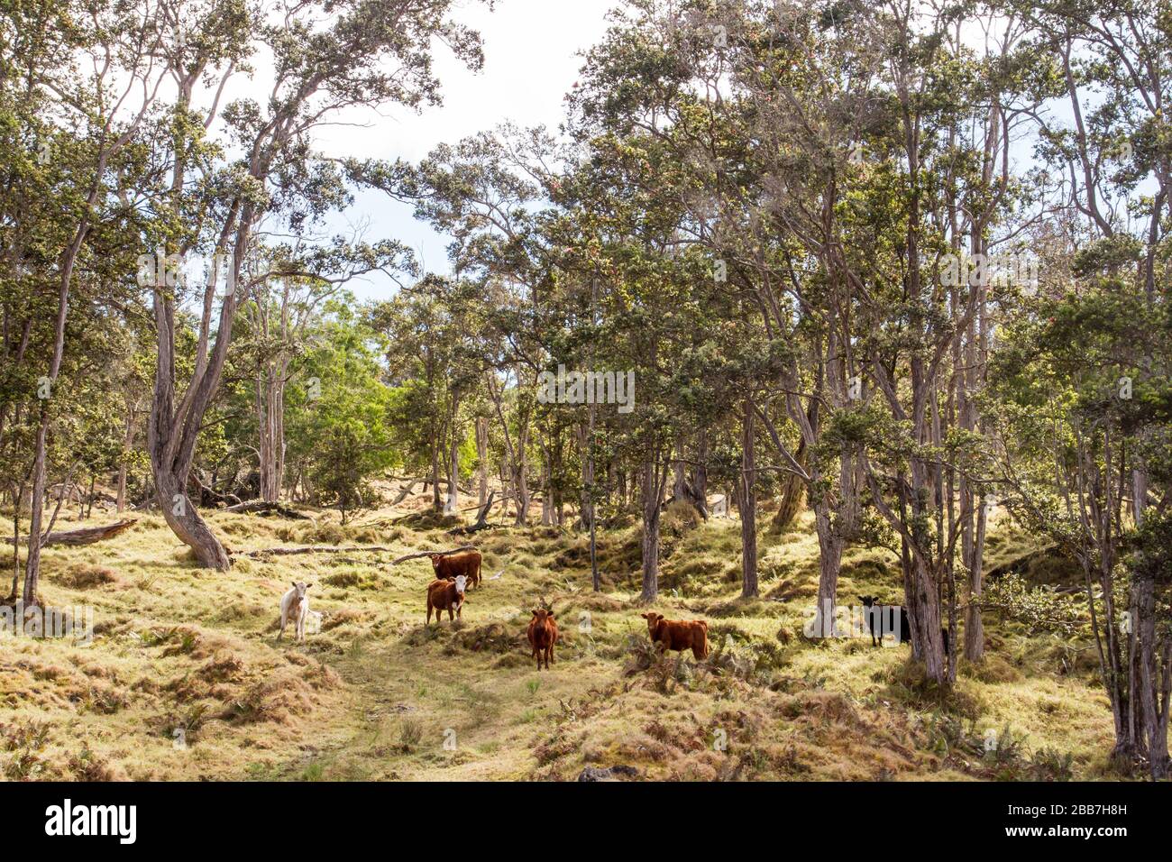 Cattle ranching hawaii hi-res stock photography and images - Alamy