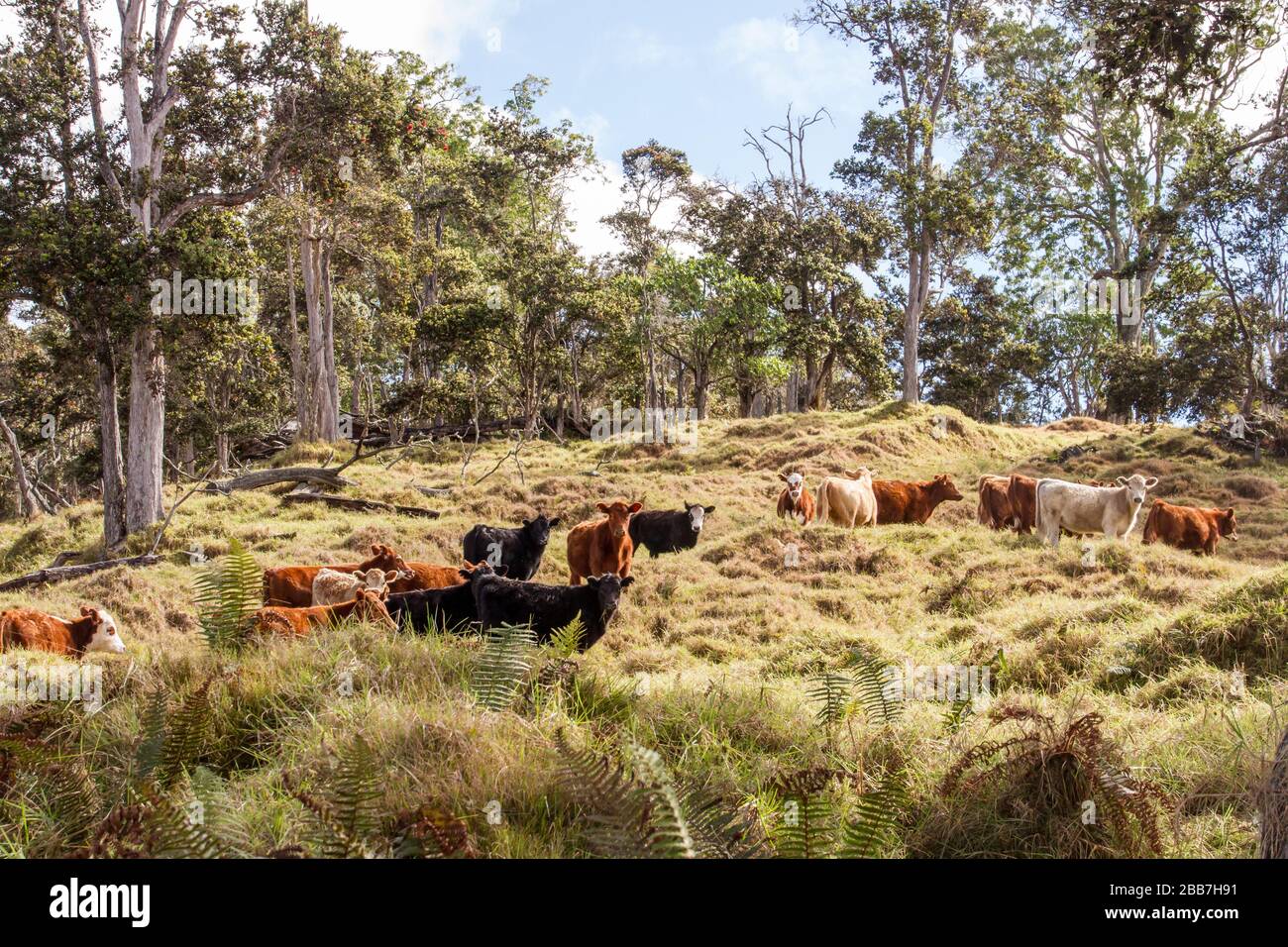 Cattle ranching hawaii hi-res stock photography and images - Alamy