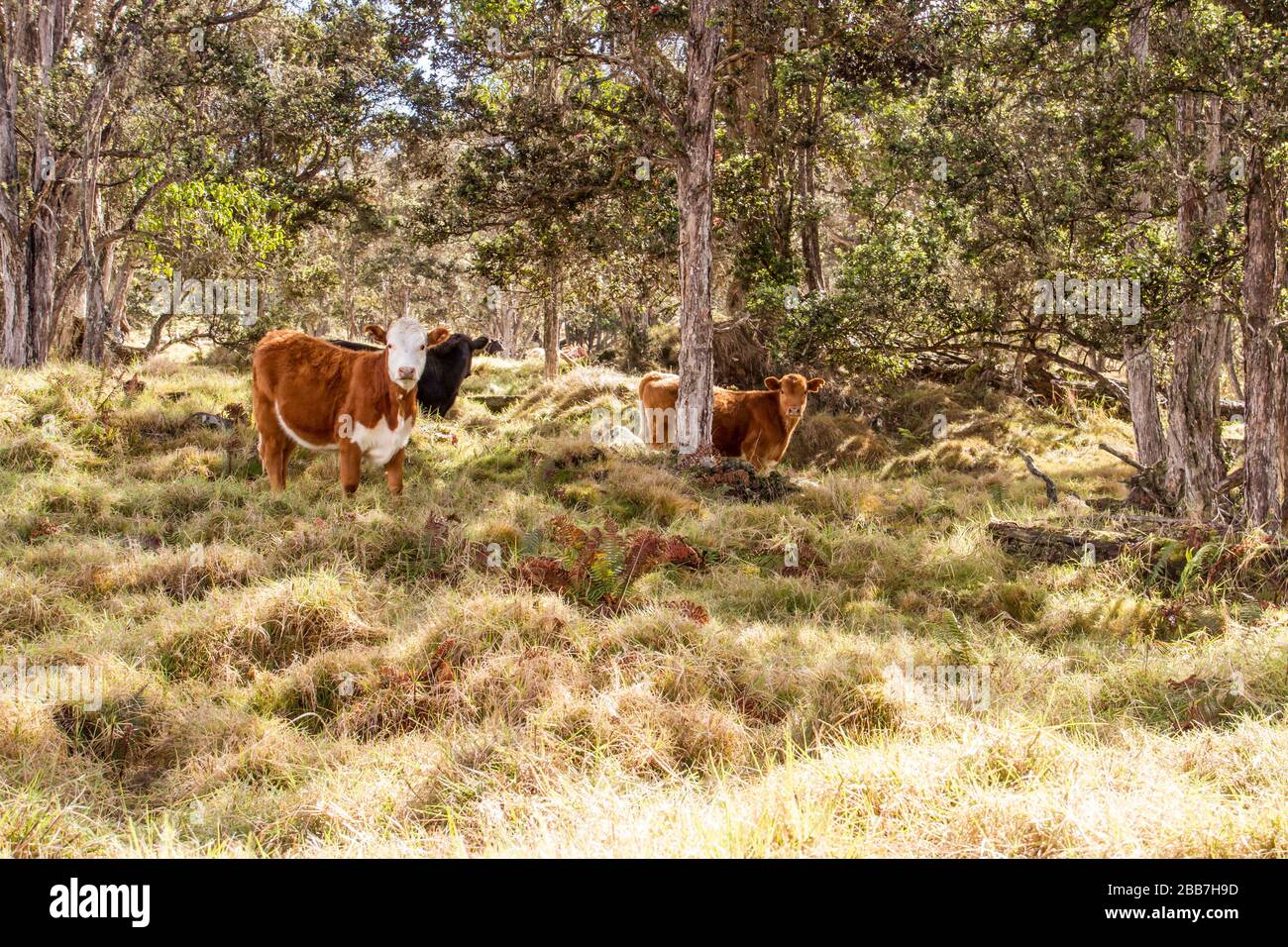 Cattle ranching hawaii hi-res stock photography and images - Alamy