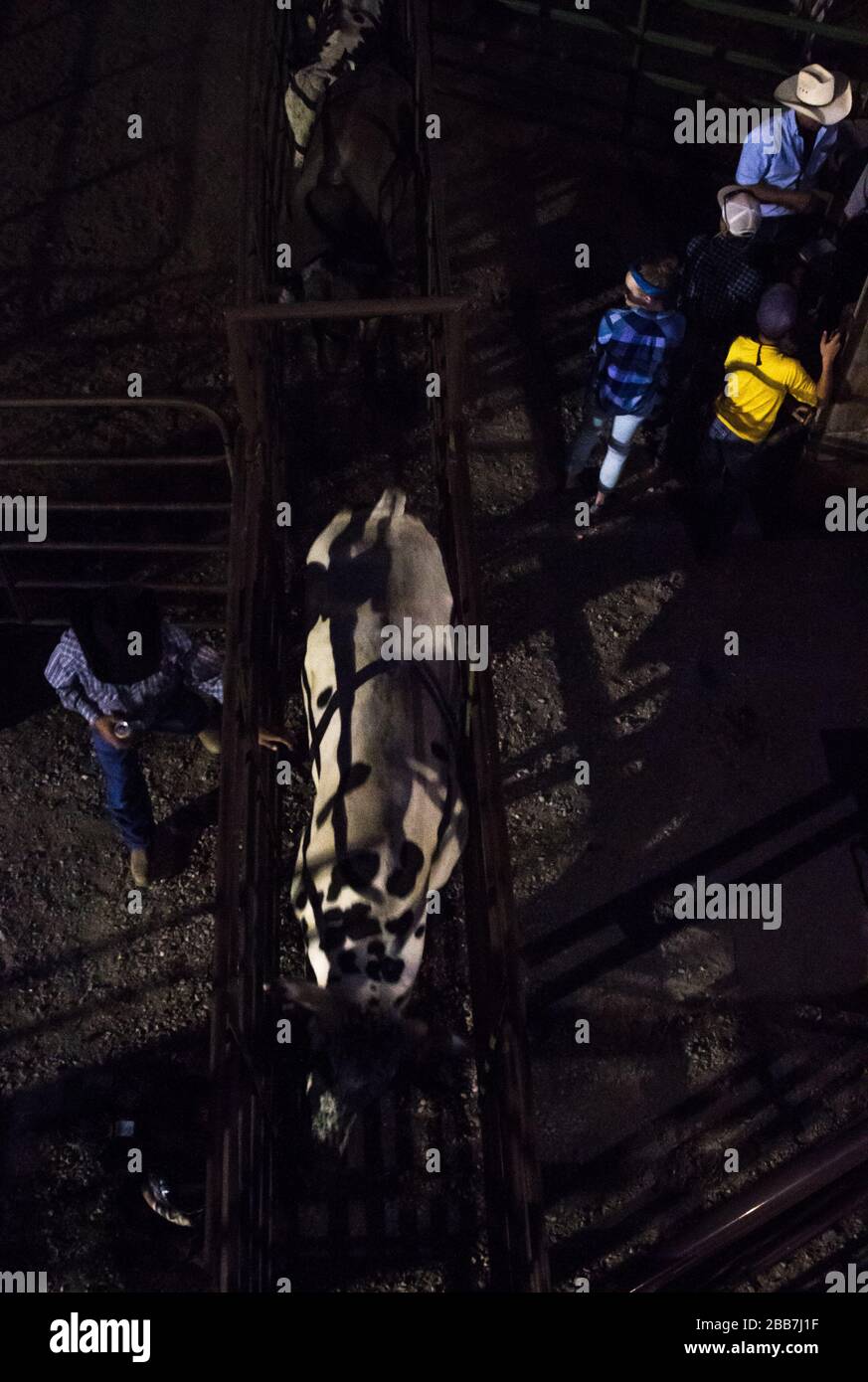 Moving a Bull Stock Photo - Alamy