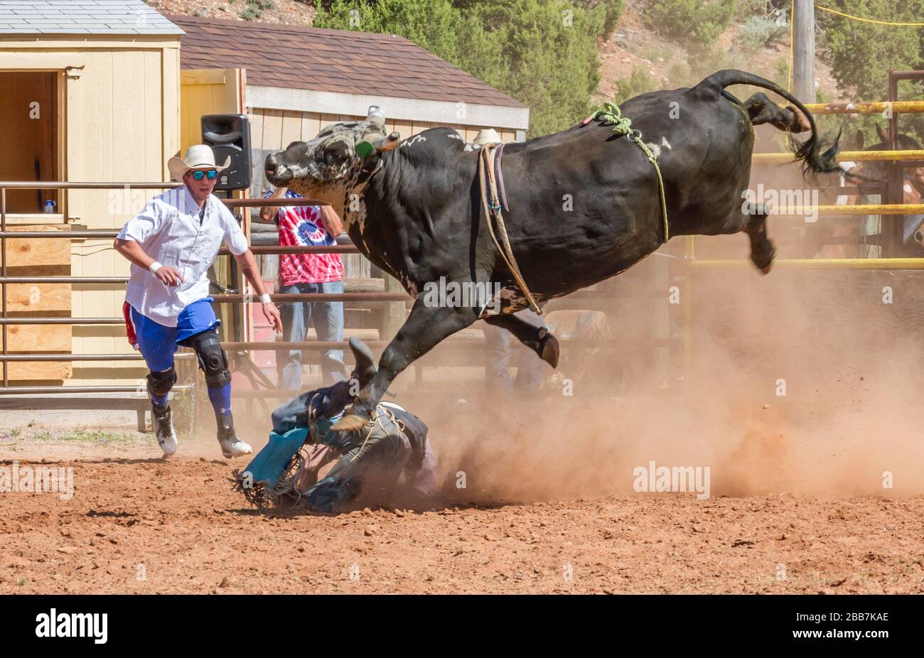 The Bull Reigns Stock Photo - Alamy