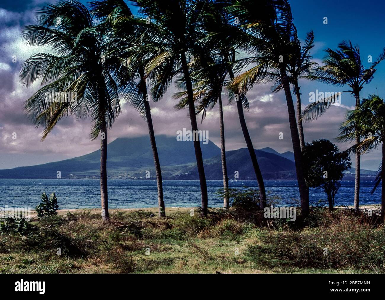 Palm trees bending wind hi-res stock photography and images - Alamy