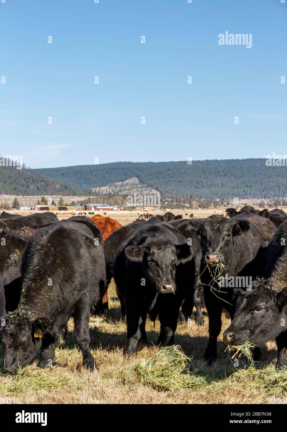 Cattle in pasture Stock Photo - Alamy
