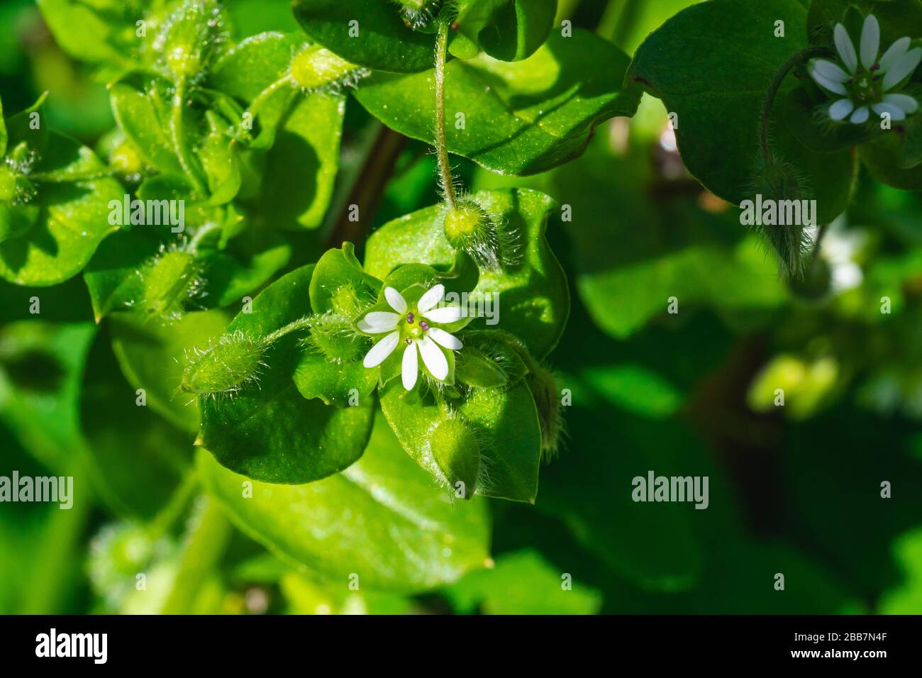 Cerastium subtriflorum hi-res stock photography and images - Alamy