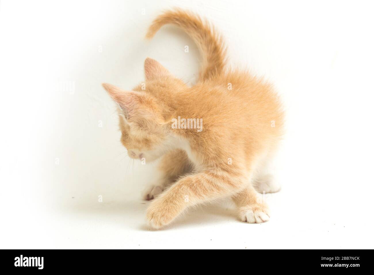 A Beautiful Domestic Orange cat kitten funny positions. Animal portrait ...