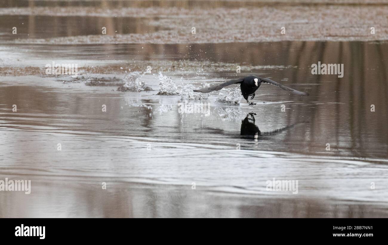 Coots running across water hi-res stock photography and images - Alamy